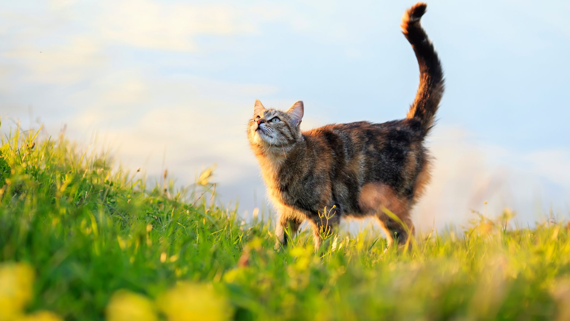 Vet Near Me Watauga, TX 76148 | Watauga Animal Hospital