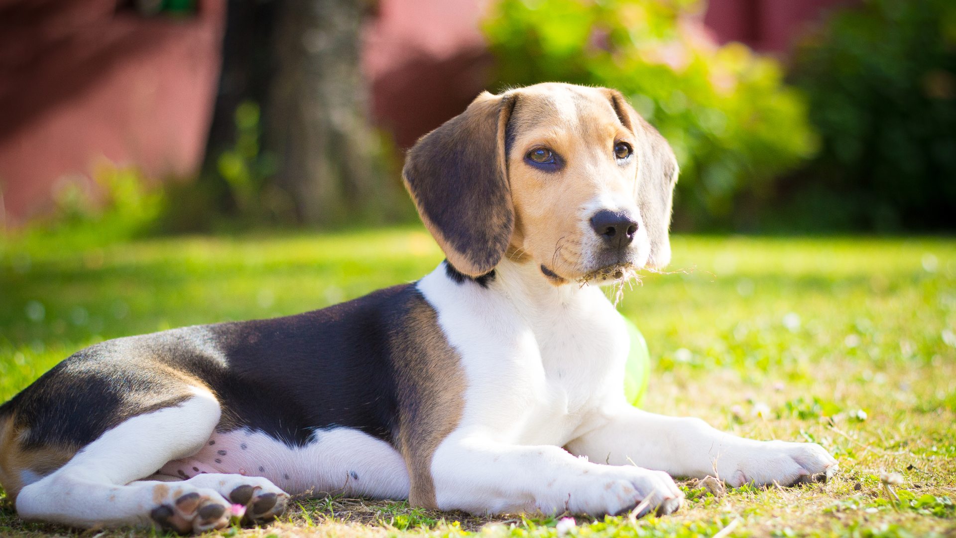 About Watauga Animal Hospital | Vet In Watauga, TX 76148