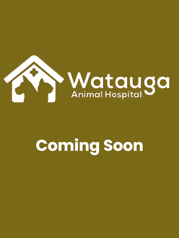 Veterinarian In Watauga, TX 76148 | Watauga Animal Hospital