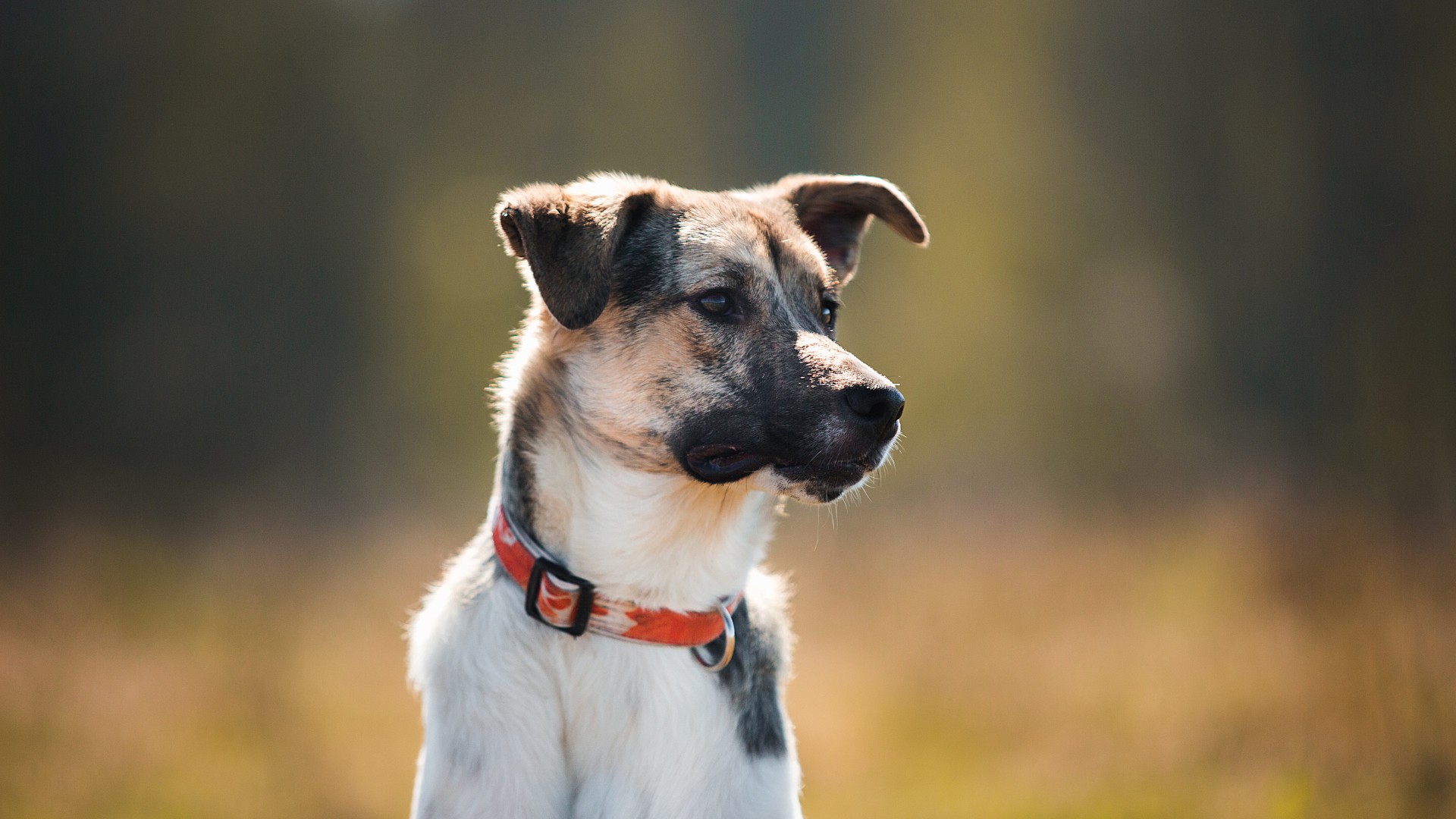 Watauga Animal Hospital Gallery | Vet Clinic In Watauga, TX