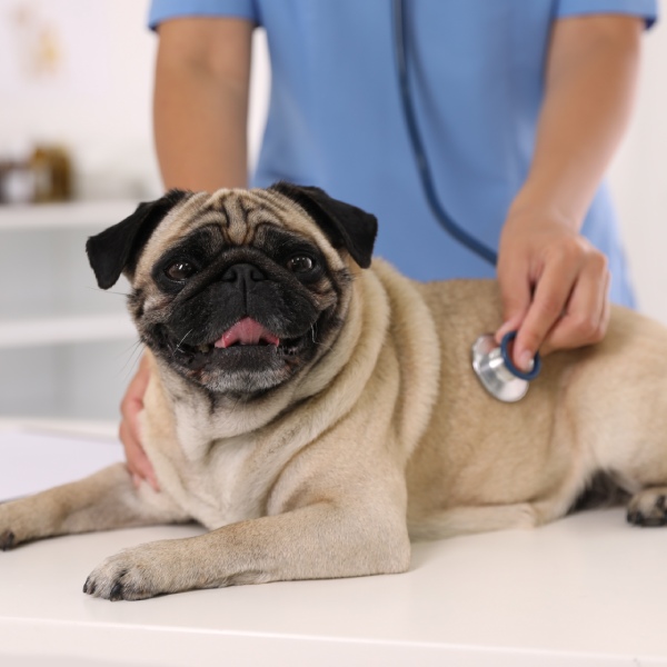 Best Vet Hospital In Watauga, TX | Watauga Animal Hospital