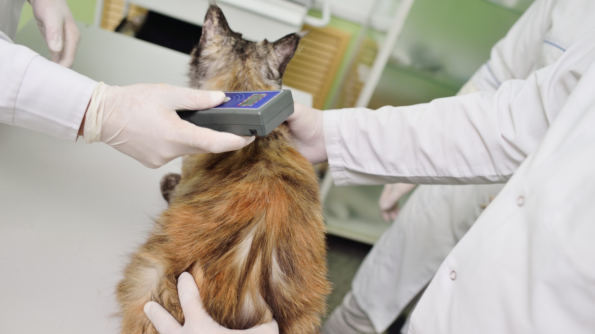 Pet Microchipping In Watauga, TX | Watauga Animal Hospital