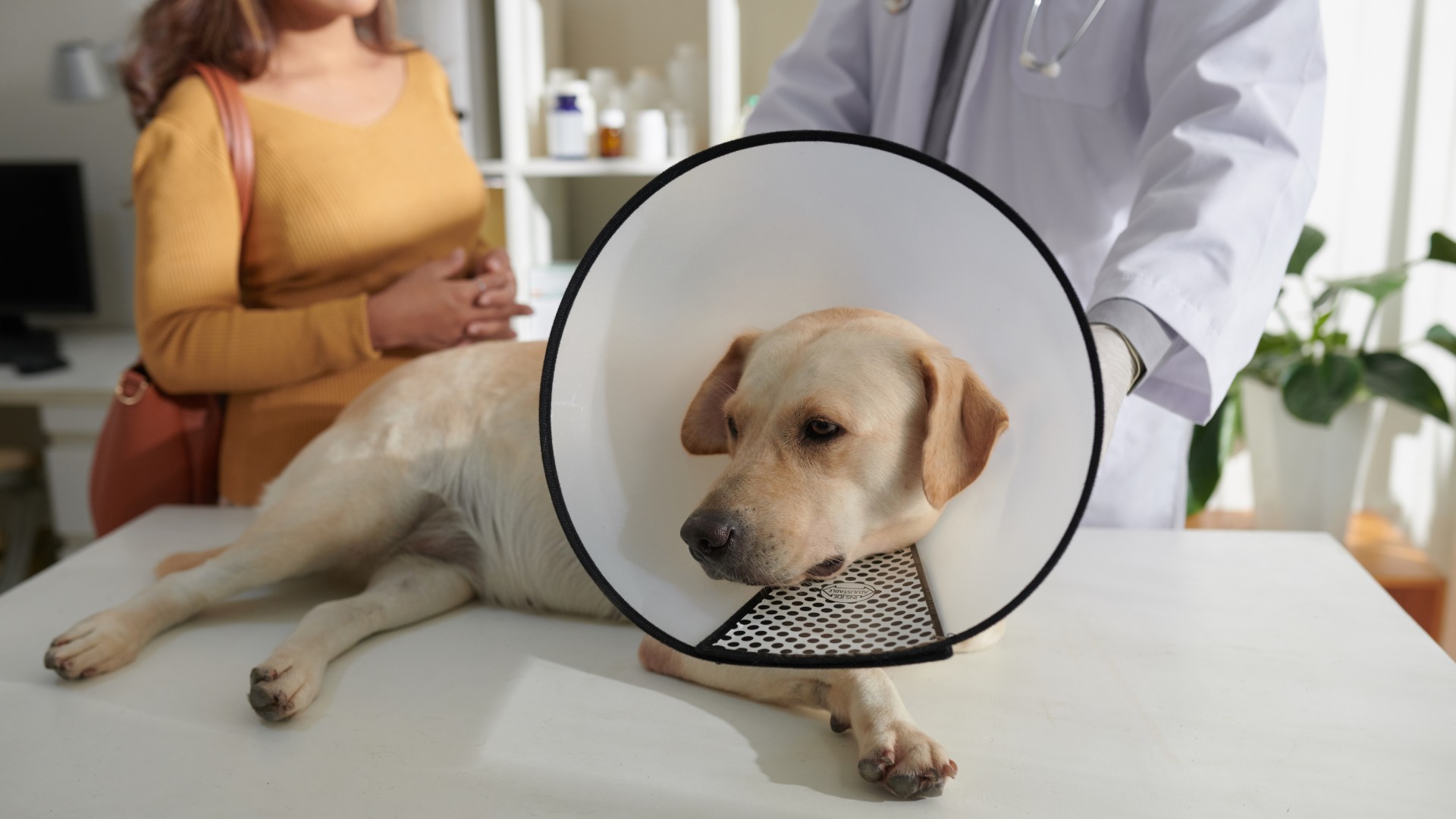 Watauga, TX Veterinary Services | Watauga Animal Hospital