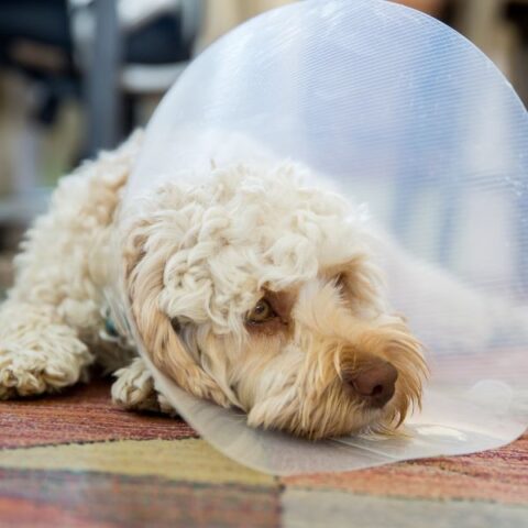 Best Vet Hospital In Watauga, TX | Watauga Animal Hospital